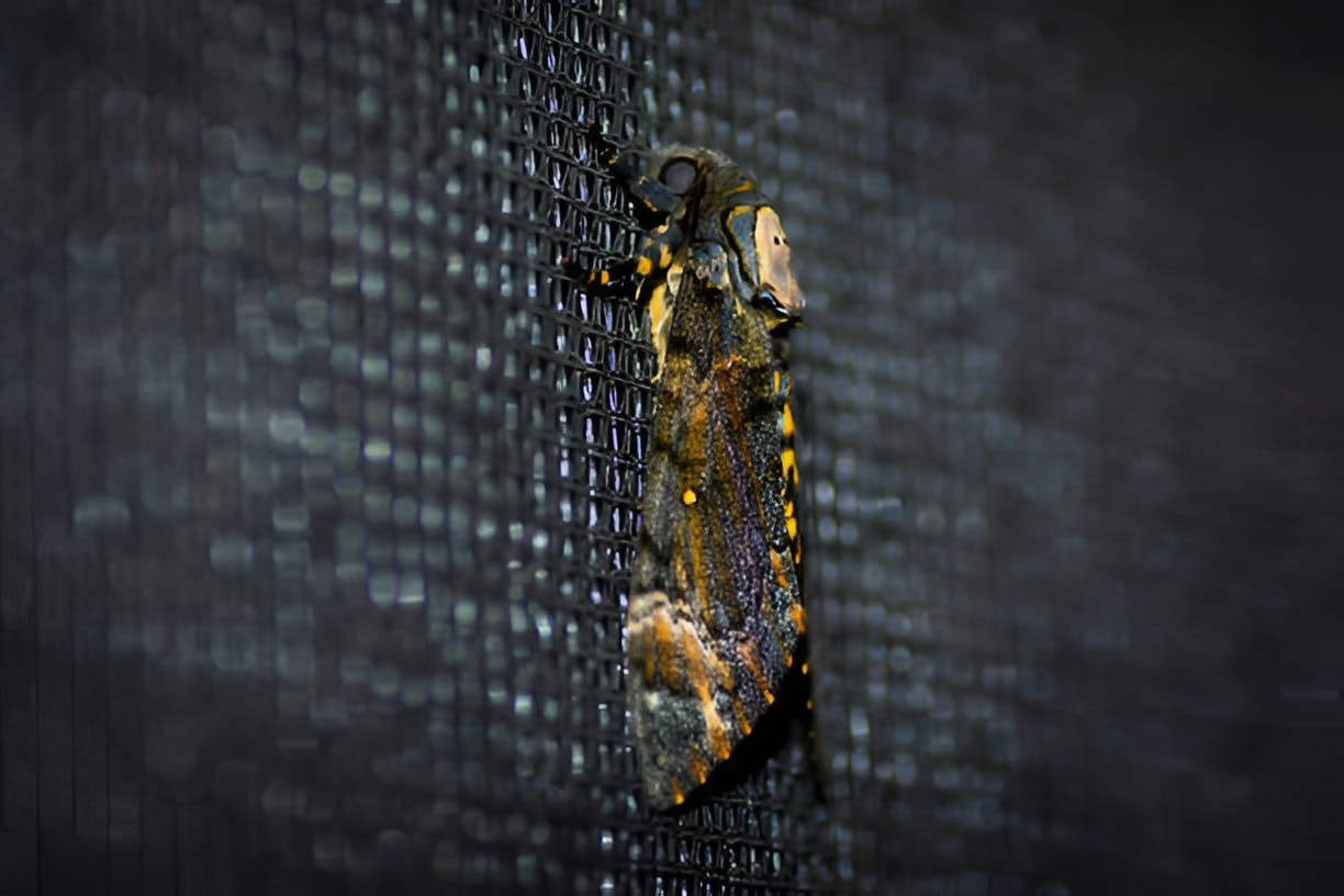 How to Get Rid of Clothes Moths Permanently | Complete Guide